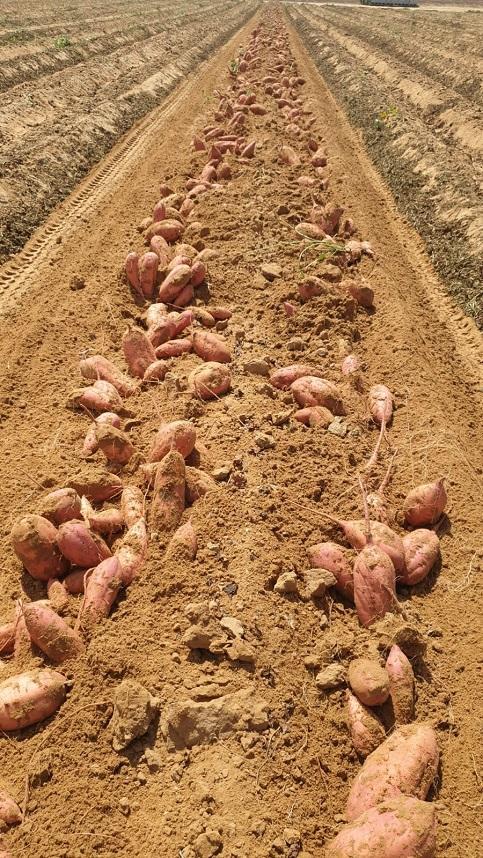 What Makes Potatoes from Israel So Special? | negev-produce