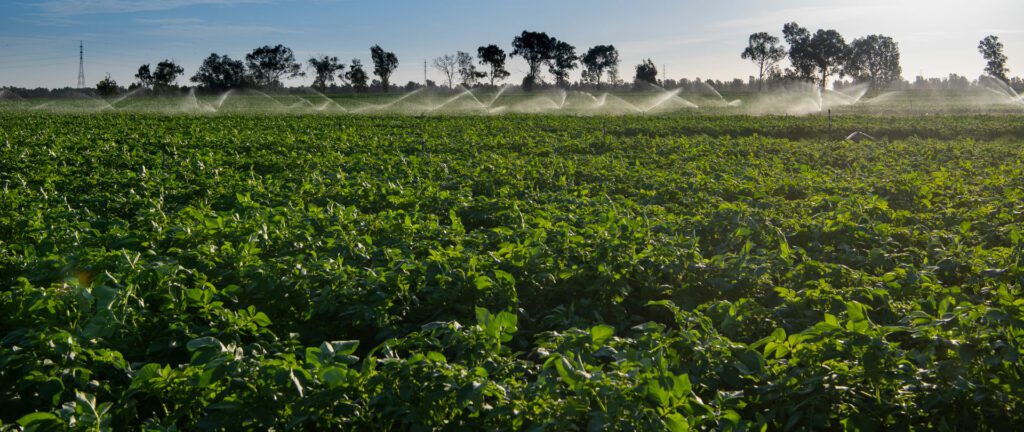 Our story | Negev Produce - Fruit & Vegetable Wholesaler
