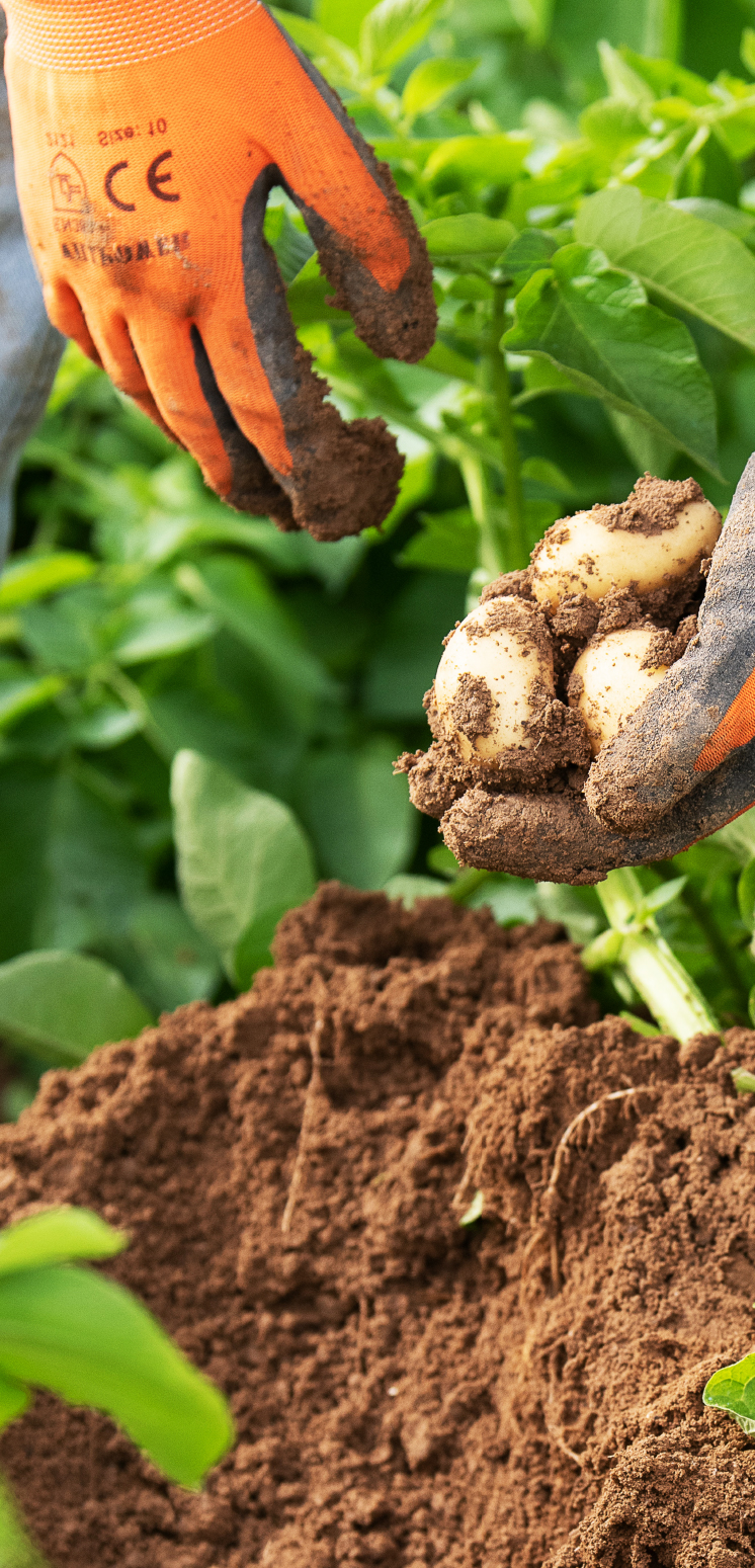 Fruits & Vegetables | Global supply | negev produce