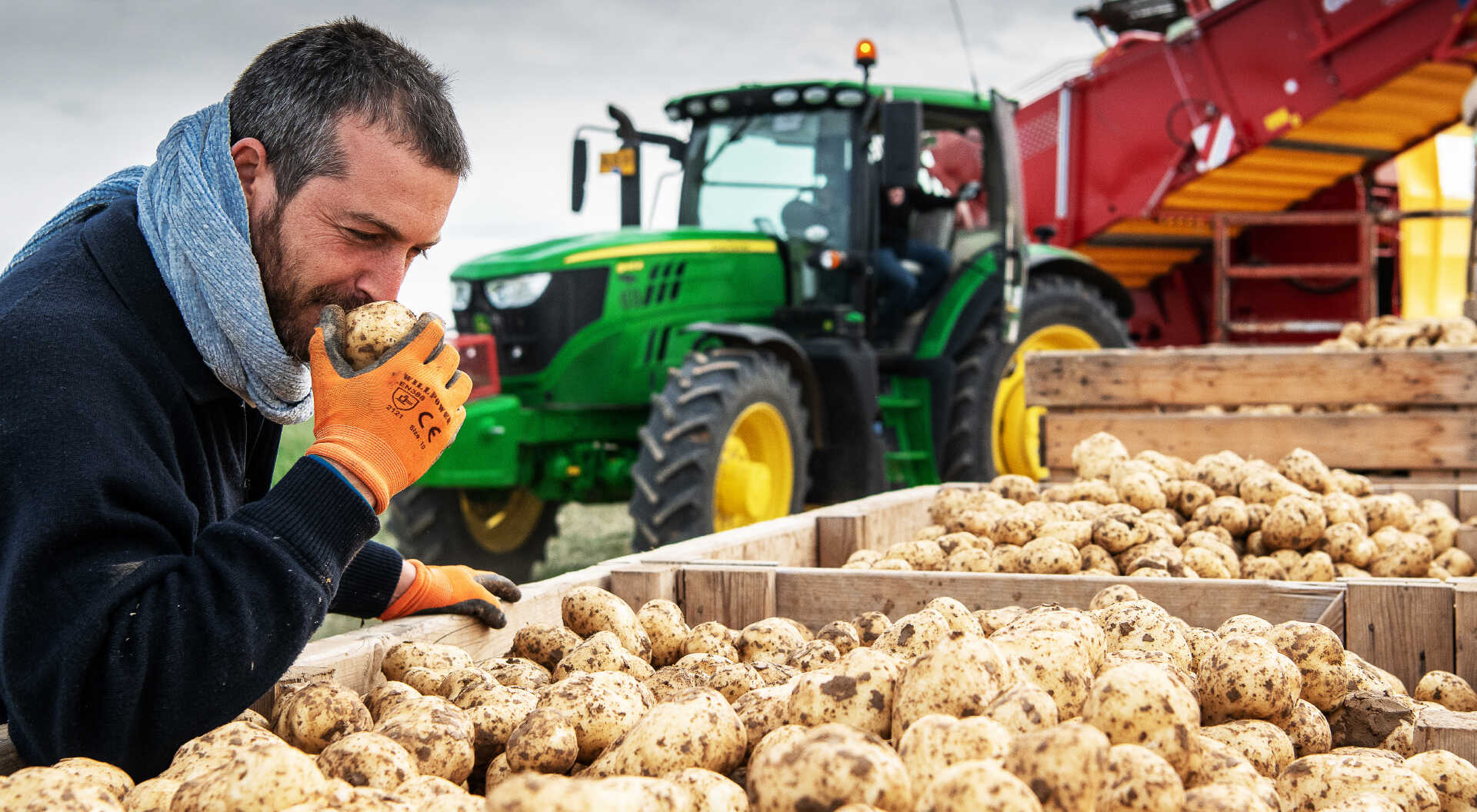 The Top Potato Varieties Around the World | negev-produce